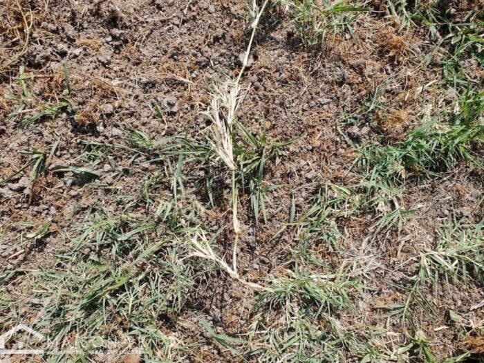 Comment supprimer du chiendent ? - Plans.fr